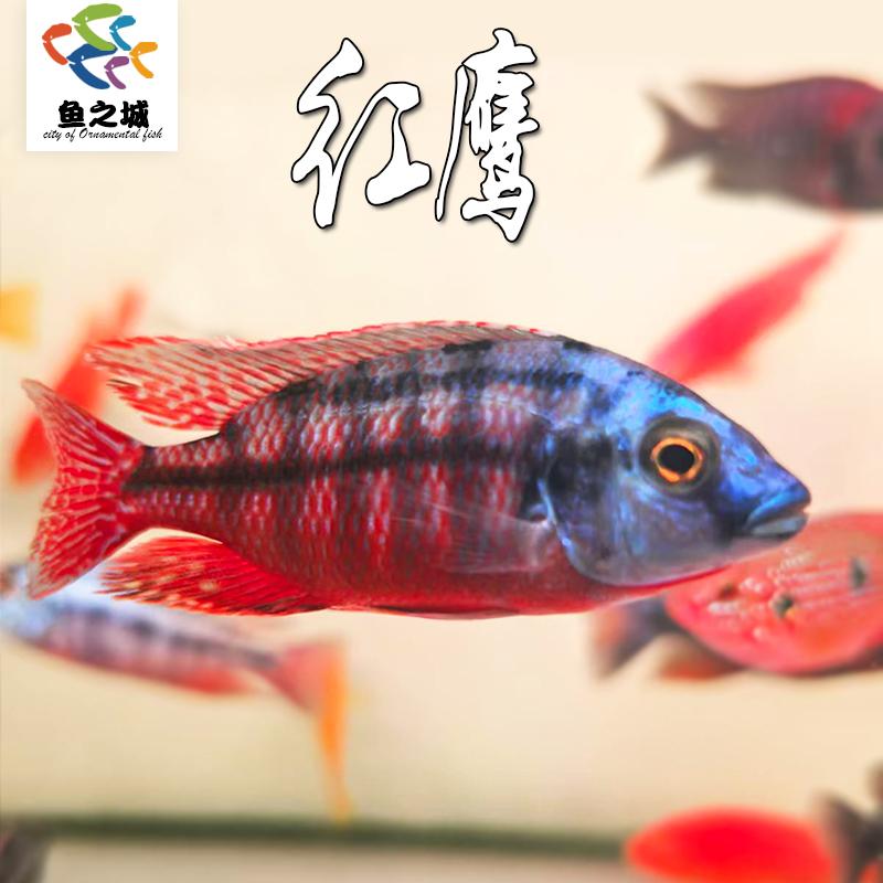 红鹰三湖慈鲷鱼马鲷鱼帝王艳红热带淡水观赏鱼好养耐活非洲王子