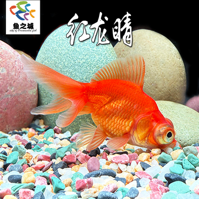 红龙睛金鱼泰狮蝶尾金鱼淡水