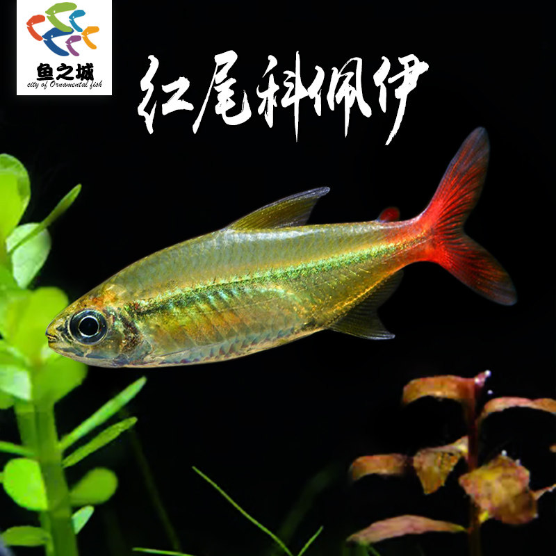 红尾科佩伊灯鱼热带淡水鱼新手宝莲灯黑帝王灯钻石灯南美缸群游鱼