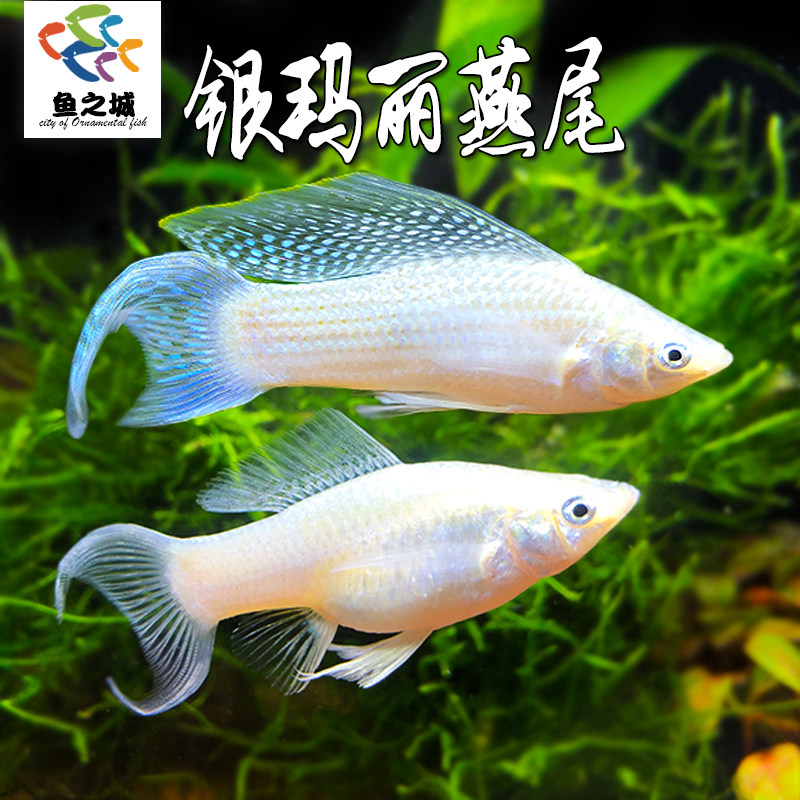 银玛丽燕尾胎生鱼水族鱼缸观赏鱼热带鱼淡水活鱼金玛丽红绿灯鱼