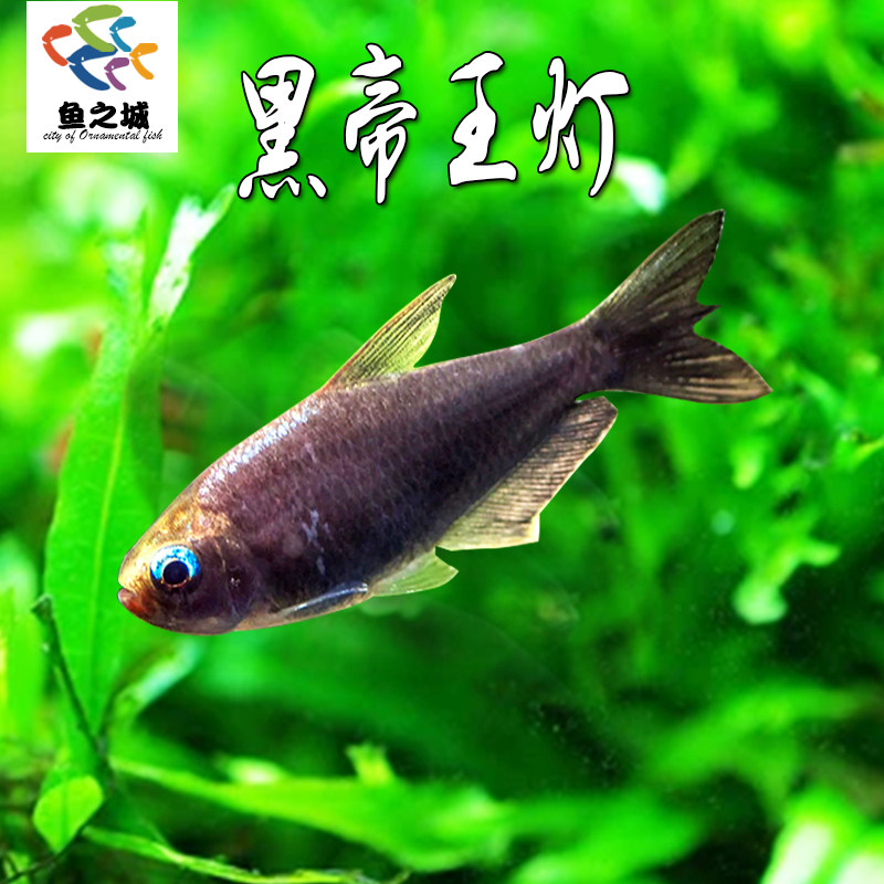 黑帝王灯鱼热带鱼包活黑莲灯红绿灯帝王灯淡水鱼灯科新手好养