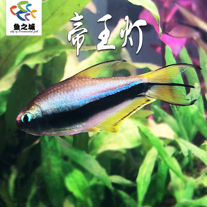 帝王灯鱼黑彩虹黄金蓝帝王灯巴氏丝尾脂鲤三叉尾鱼热带观赏鱼淡水