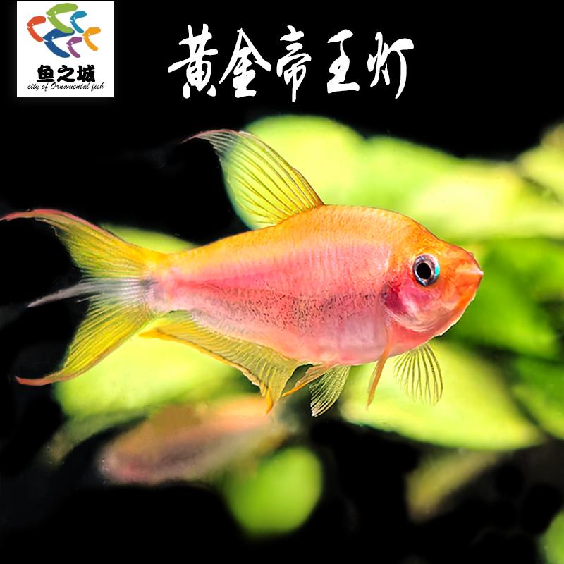 黄金帝王灯鱼活体热带鱼淡水观赏鱼帝王灯鱼黄色灯鱼温和群游