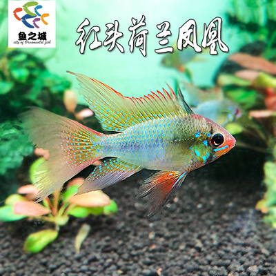 红头荷兰凤凰鱼短鲷观赏鱼热带鱼