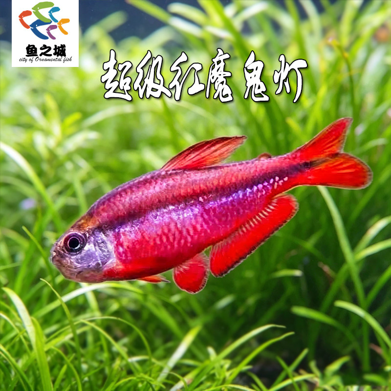 超级红魔鬼灯鱼南美草缸群游鱼新手帝王灯柠檬灯小型灯鱼米奇天使