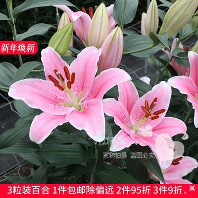 乔乔花屋 荷兰进口香水百合花种球O系列索邦粉色 3粒装现货