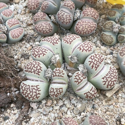 0058，6头红网，7.4厘米，漂亮