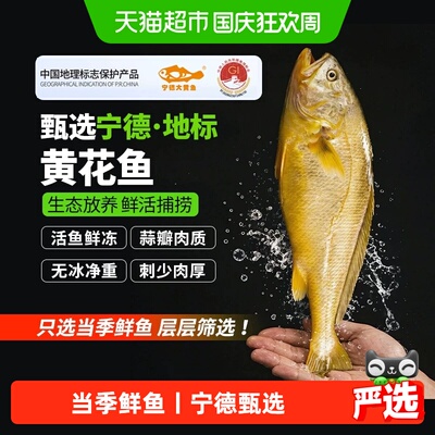 鱻谣宁德新冻大黄花鱼