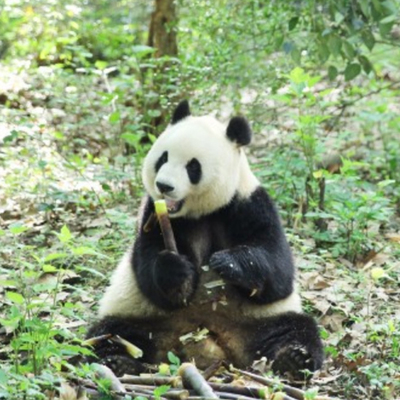大熊猫基地都江堰一日游