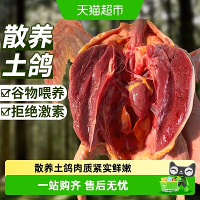 生态养殖乳鸽煲汤滋补口感鲜嫩