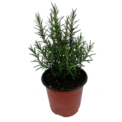 迷迭香盆栽薄荷四季可以食用绿植