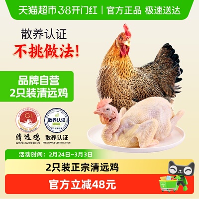 138清远鸡清远土鸡走地鸡天农