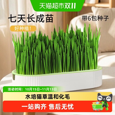 疯狂的主人懒人无土四季猫草盆栽