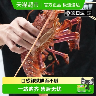 下拉领淘金币渔传播鲜活澳龙龙虾