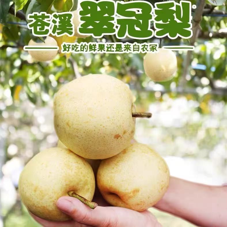 四川翠冠梨黄金梨苍溪特产新鲜水果雪梨水晶梨皇冠梨8斤大果包邮
