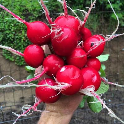 樱桃萝卜种子农家速生四季盆栽