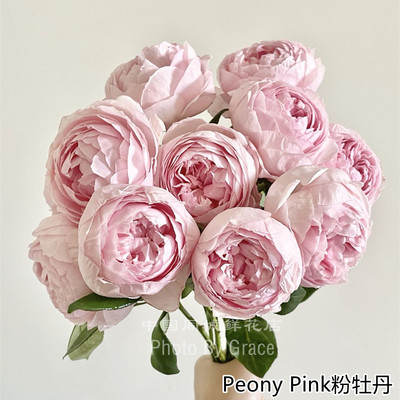 PeonyPink粉牡丹肯尼亚进口玫瑰