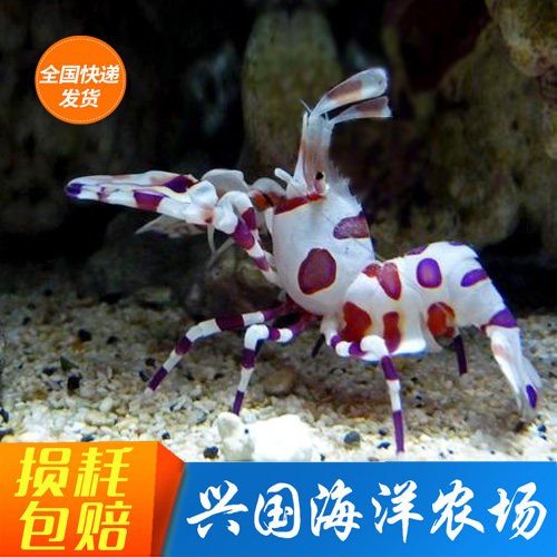 小丑虾 海水鱼活体 观赏生物夏威夷海星虾兴国海洋农场快递包活