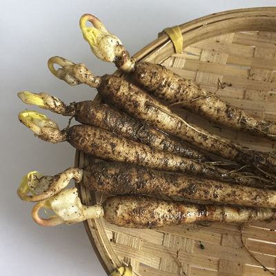 人参苗盆栽种苗【6只+10