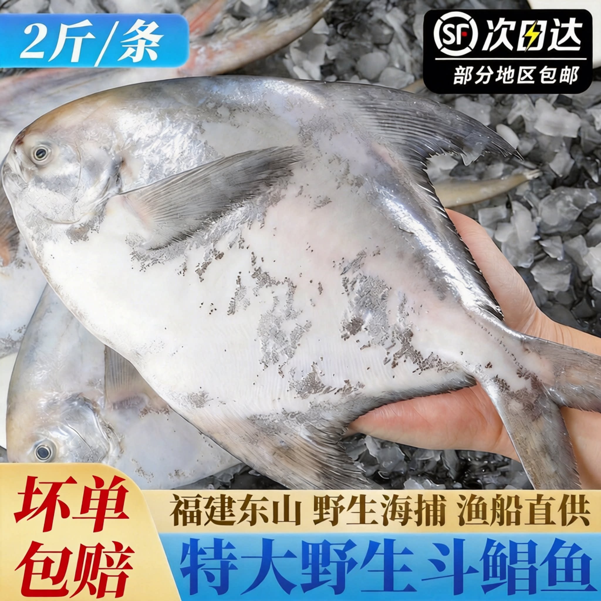 【顺丰到家】特大鲳鱼新鲜冷冻银鲳鱼海捕斗鲳鱼乌鳞鲳鱼海鲜水产