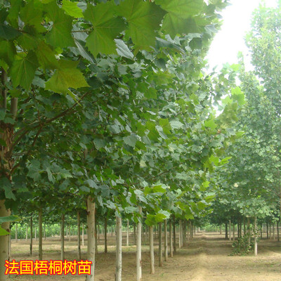 梧桐树青桐庭院悬铃木