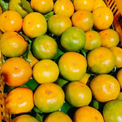 湖南洞口雪峰蜜桔子无核酸甜孕妇橘子薄皮周总理命名的雪峰蜜桔