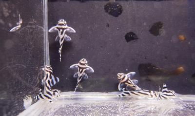 稀有南美进口草缸擦缸