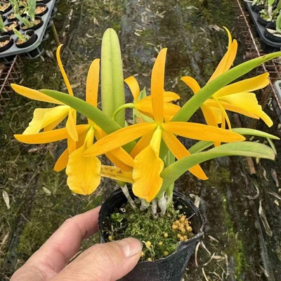 雅韵堂兰花阳台包邮小株型卡特兰