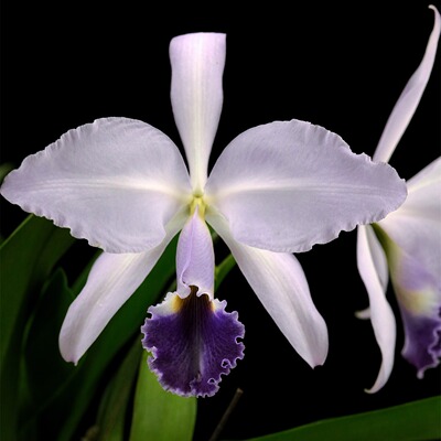 雅韵堂兰花阳台花园包邮大花卡特