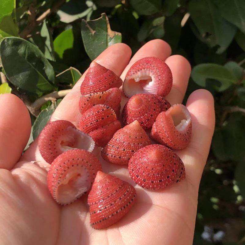 天然海螺草莓钟螺2厘米左右标本贝收藏摆件鱼缸装饰小豆丁替换壳