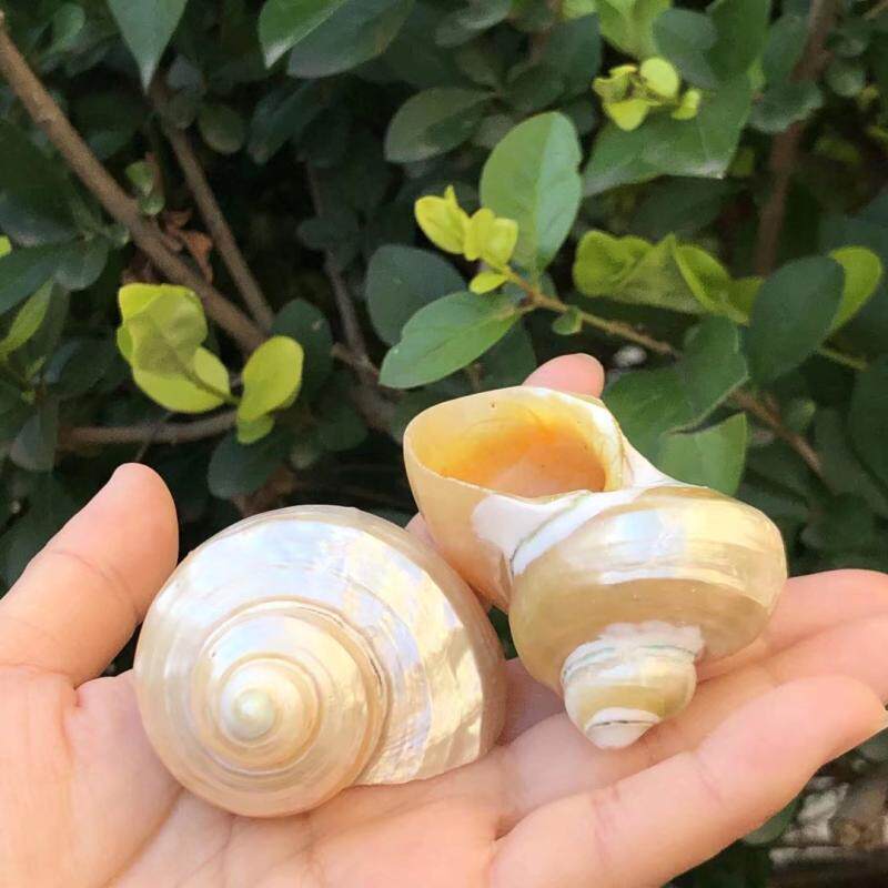 天然贝壳海螺荧光螺寄居蟹替换壳卷贝鱼房子鱼缸水族装饰地台摆件