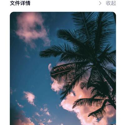 5张棕榈树壁纸自然风景iMac手机电脑平板MacBook壁纸Z12