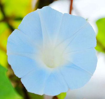 清凉一夏  清新蓝色 牵牛花种子  丰花朝颜爬藤花卉阳台观赏