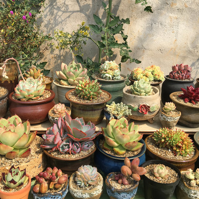 直播间付款用多肉植物