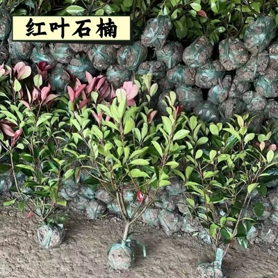 红花继木苗四季红叶彩色盆景