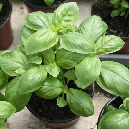 甜香罗勒种子 食用芳香草春播四季阳台盆栽花卉植物 花种子 花籽