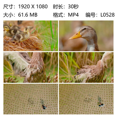 同乡人赶小香鸭入稻田小鸭破壳绒毛特写稻田游动母鸭凝神相生相克