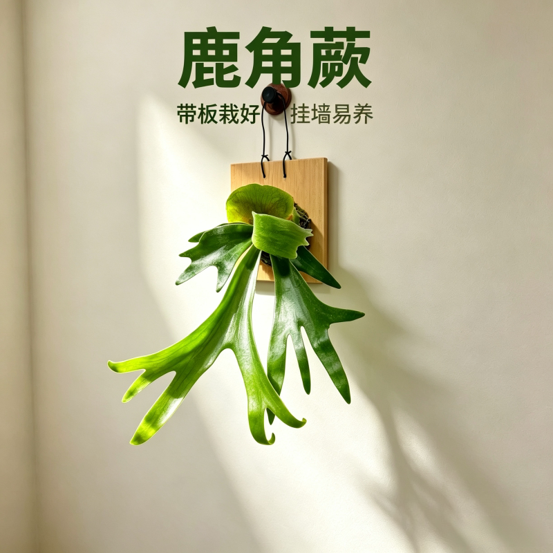 鹿角蕨板植挂板二岐鹿角蕨挂墙绿植苔藓蕨类植物盆栽水培垂吊壁挂