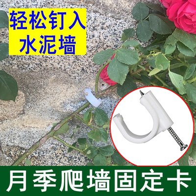 月季爬墙固定器绿植上墙固定卡扣园艺花枝牵引辅助水泥钉户外墙钉