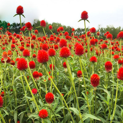 花期长千日红种子耐热四季