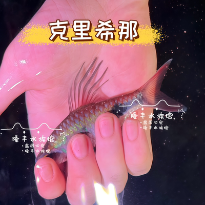克里希那道金斯鲃黑影道人原生鱼