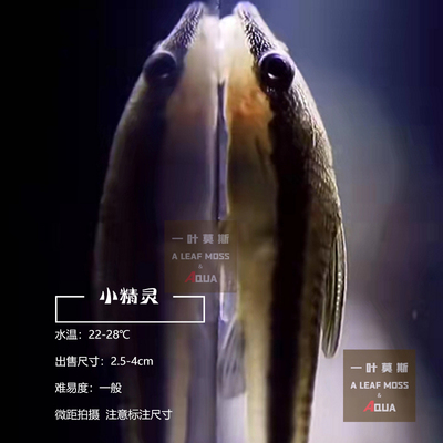 南美活体黑藻嫩芽菌膜高手工具鱼