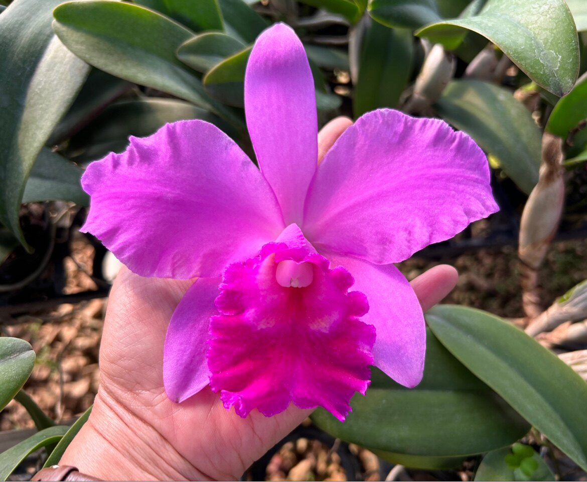 绿缘兰花[甜蜜蜜]大花卡特兰紫红色带香味室内桌面花