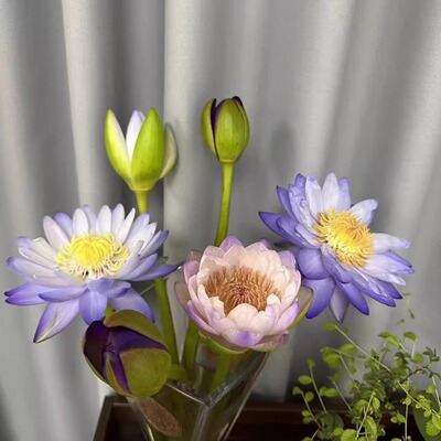 睡莲鲜花广州基地直发好养花卉