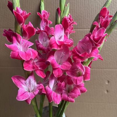 蓝精灵剑兰鲜花基地直发