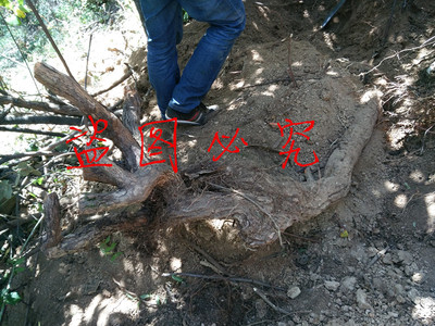 新鲜现采伏牛山猕猴桃根 雄洋桃根现挖现发猕猴桃根杨桃根