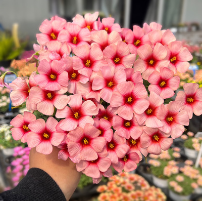 晚花酢浆草ob系列合集爆花三叶草