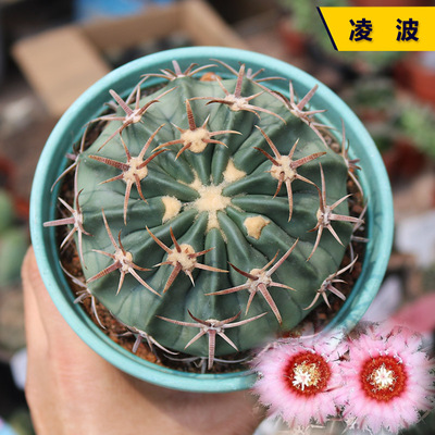 实生开花美观好养凌波仙人球