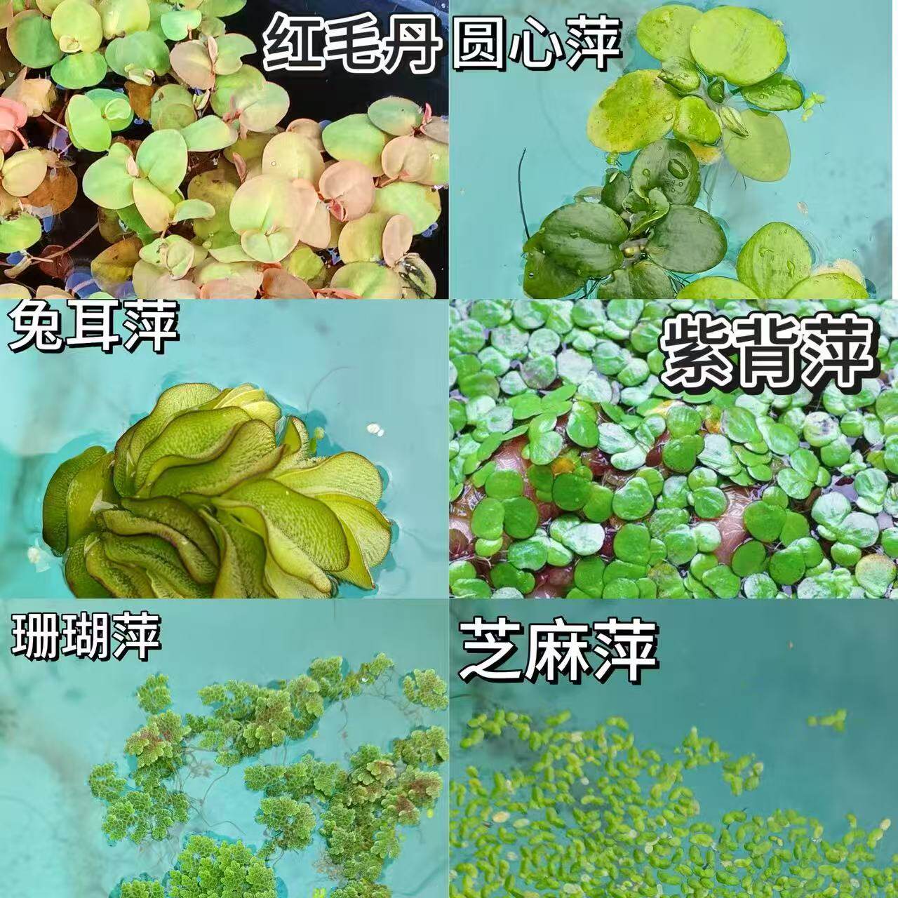 淡水浮叶型水草紫背芝麻萍兔耳萍圆心萍新手易养浮性水草