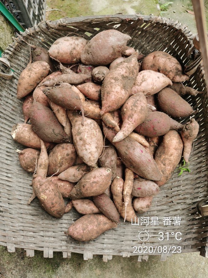 山河星 生态番薯新鲜红薯仔闽农家红皮红蜜小香薯山芋沙地地瓜5斤